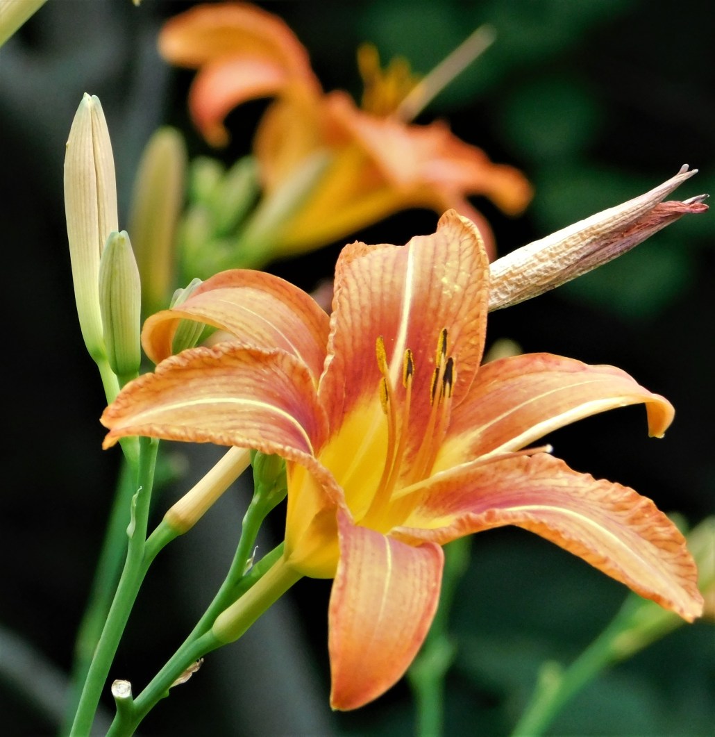 abandoned gardens: how they escape | nichepoetryandprose